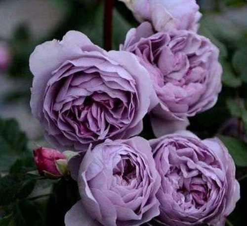 Роза флорибунда Лавандовый букет