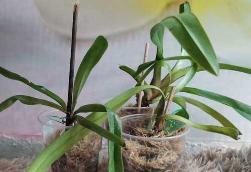 Орхидея pafiopedilum
