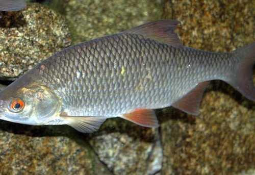 Живец карась