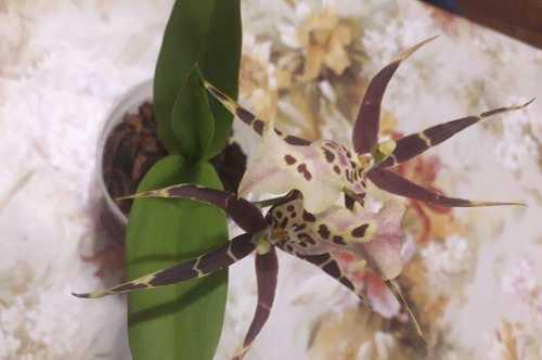 Орхидея камбрия детка