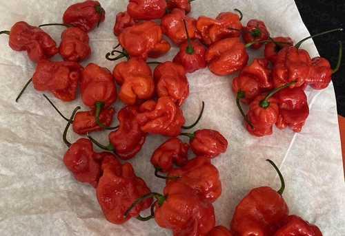 Семена carolina reaper перец 10