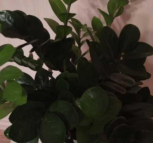 Замиокулькас zamiifolia round leaves