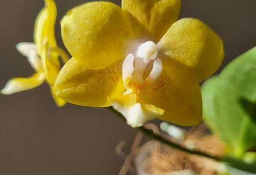 Орхидея фаленопсис Golden Pixie