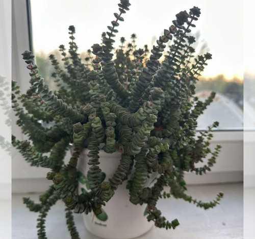 Кактус