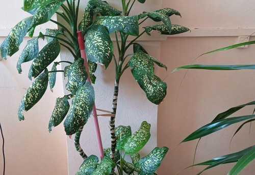 Диффенбахия в офис