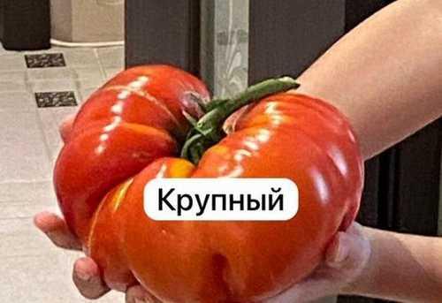 Семена и рассада томатов коллекционных