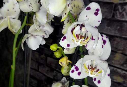 Орхидея фаленопсис пелор+детка 2 растения в горшке