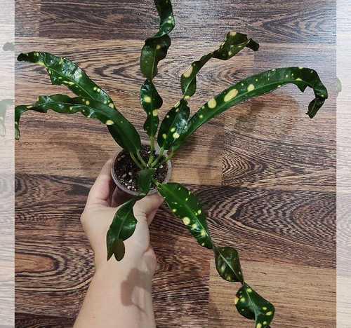 Кодиеум кротон Король Сиама