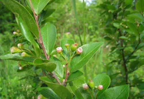 Кизильник блестящий Люцидус /С3 20-40