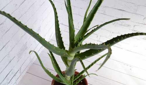 Aloe Arborescens (Алоэ) (SCT29185)