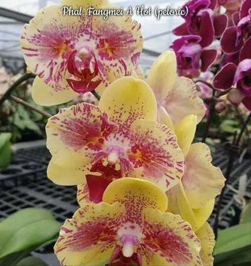 Орхидея Phal. Fangmei A Hot (peloric)
