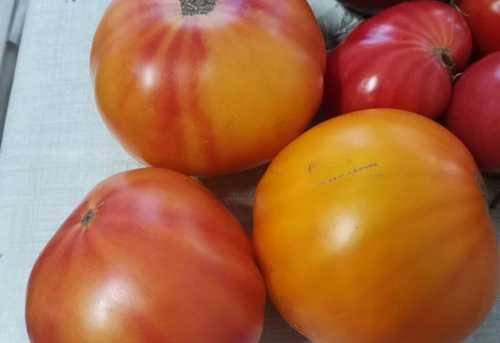 Рассада томатов, перцев, баклажанов под заказ