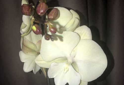 Роскошная ванильно кремовая орхидея Биг Лип