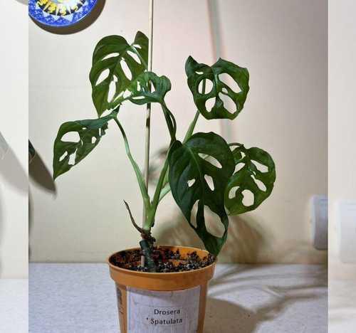 Монстера манки маск monstera adansonii