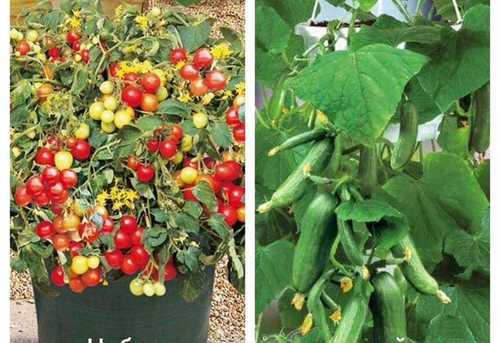 Ампельный набор томат огурец для цветника балкона