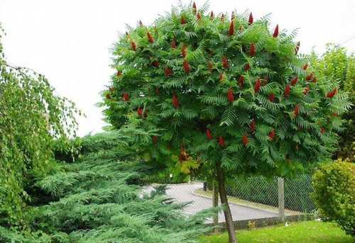 Сумах - декоративное деревце, саженцы