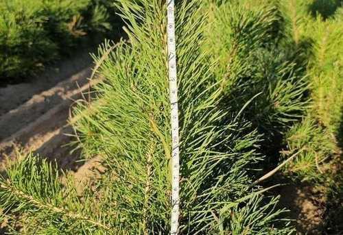 Сосна Обыкновенная окс Pinus sylvestris
