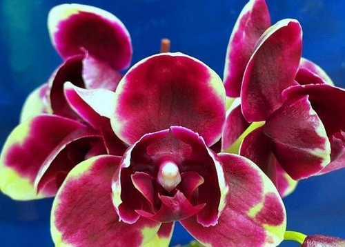 Орхидея Phal. PF-5019