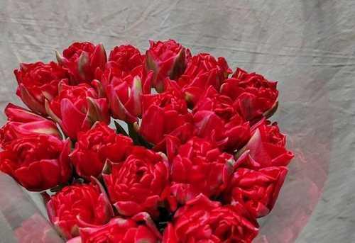 Тюльпаны пионовидные сорт Ред стоун