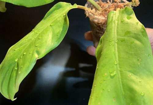 Филодендрон Малай Голд (Philodendron Malay Gold)