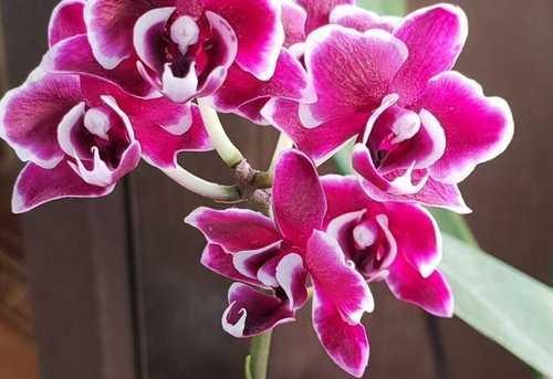 Орхидея фаленопсис Dija 4
