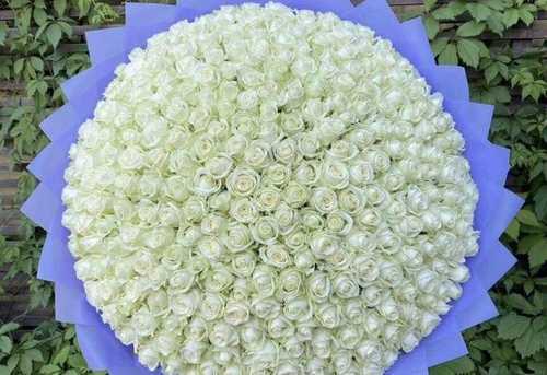 Розы Белые 60 букеты Гиганты
