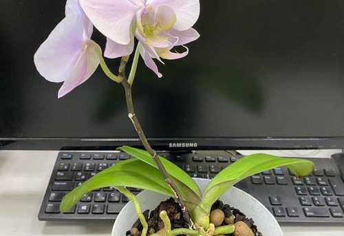 Орхидея цветкщая в горшке
