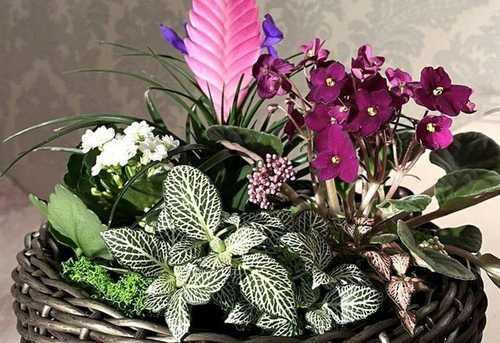 Цветочная композиция флорариум новый год цветы