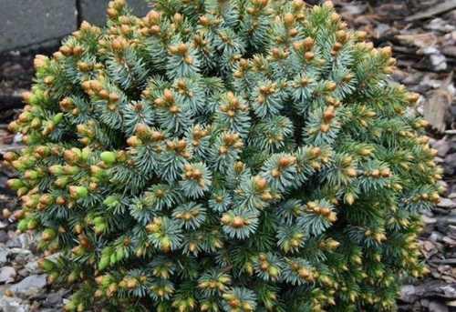 Picea sitchensis Peve Wiesje 15-25см