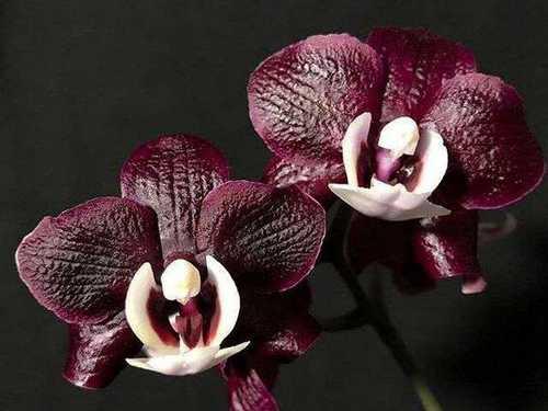 Орхидея фаленопсис Каода