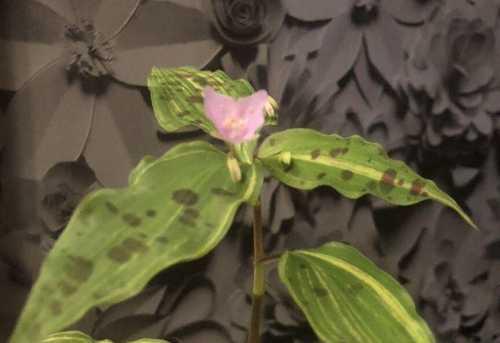 Традесканция тинантия tinantia variegata pringle