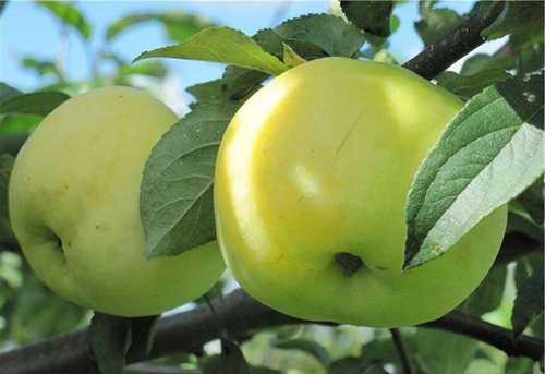 Яблоня Антоновка - семенной подвой 3хлетка