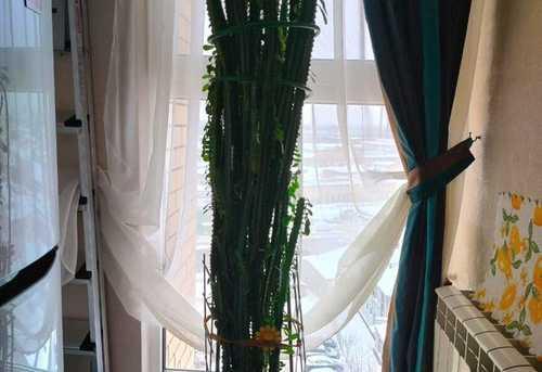 Высокий мексиканский кактус молочай эуфорбия