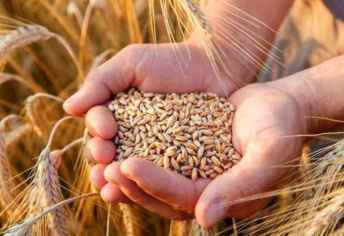 Зерно пшеница / пшеница / 5 кг