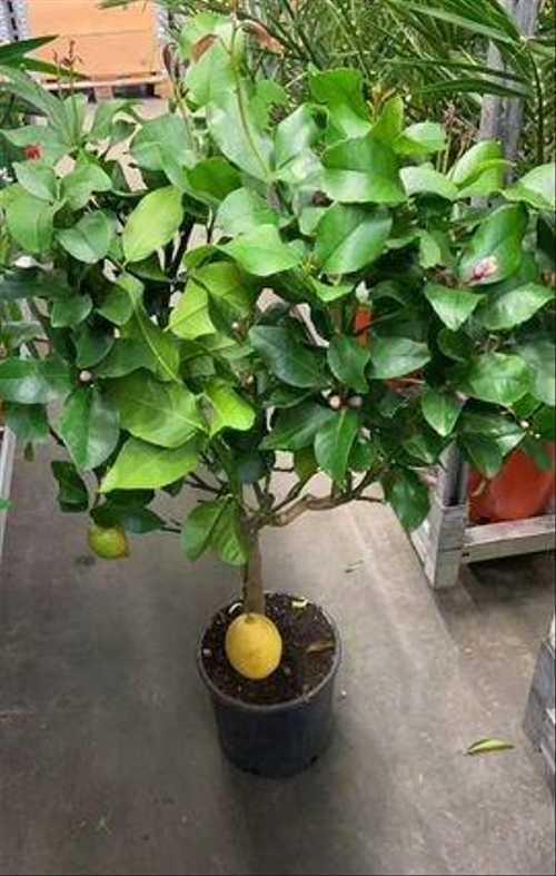 Лимон ароматный / Лимонное дерево Н 86 см