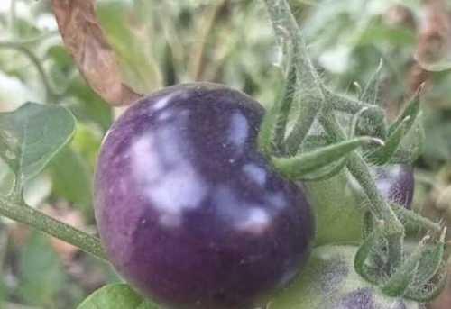 Семена синих томатов