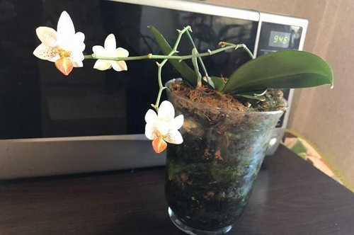Орхидея сортовая Мини Марк