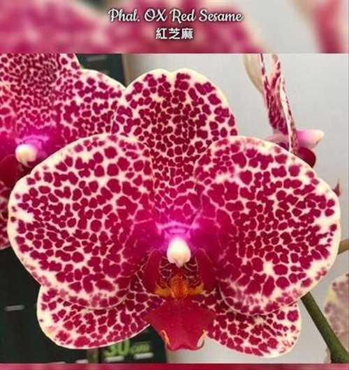 Орхидея Phal. OX Red Sesame