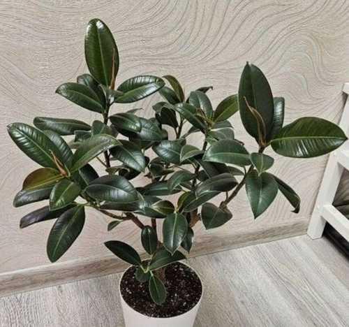 Фикус эластика "Мелани"/Ficus elastica ‘Melany’