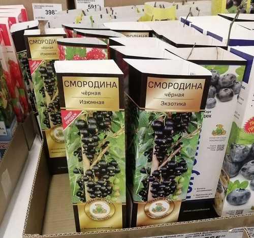 Гипераструм луковицы