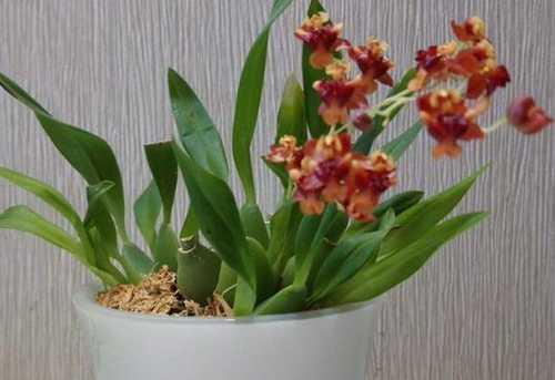 Онцидиум твинкл (миниатюрная орхидея)
