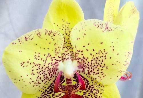 Цветущая орхидея I-Hsin Spot Leopard