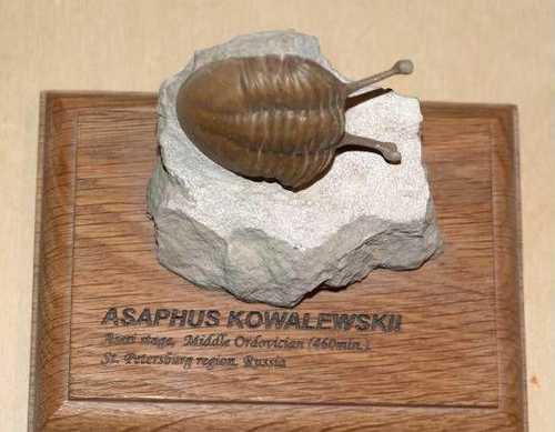 Трилобит Asaphus Kowalevskii 5 см