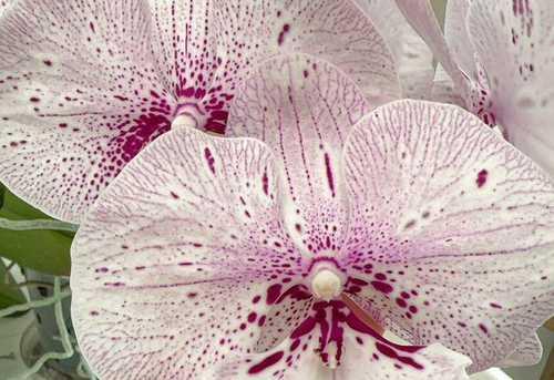 Орхидея Метеор Meteor редкий сорт цветет