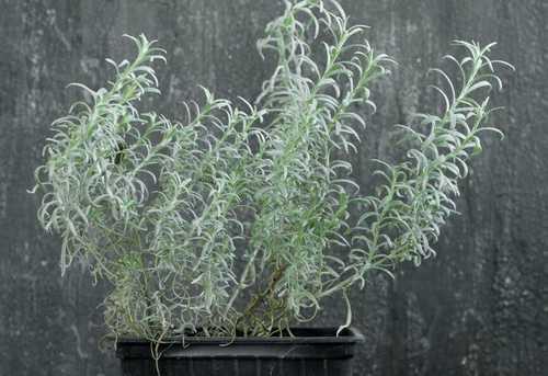 Бессмертник итальянский (гелихризиум) растение Кар