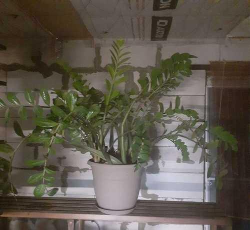 Замиокулькас Zamioculcas