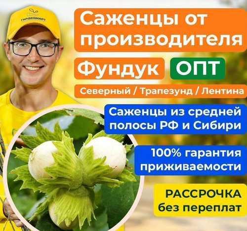 Саженцы фундука оптом