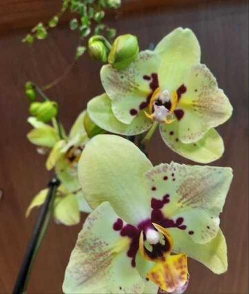Орхидея Пескара бабочка