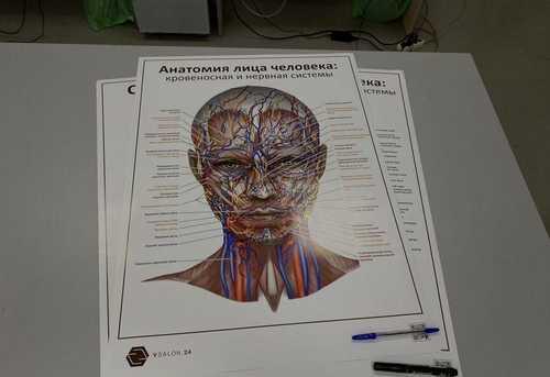 Плакат "Анатомия лица" А1. Вид 1