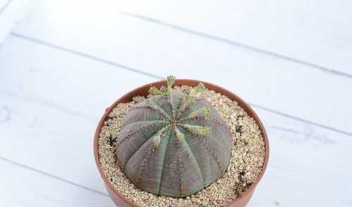 Euphorbia obesa (Молочай Тучный) (SCT29308)